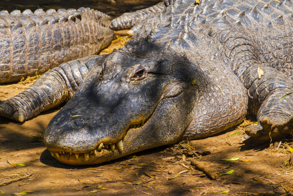 Review of Alligator Adventure in Myrtle Beach, SC | Myrtle Beach ...