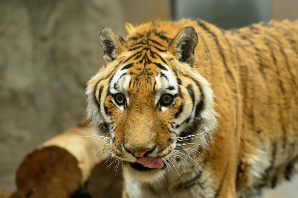 TIGERS Preservation Station in Myrtle Beach, SC | Tigers in Myrtle Beach